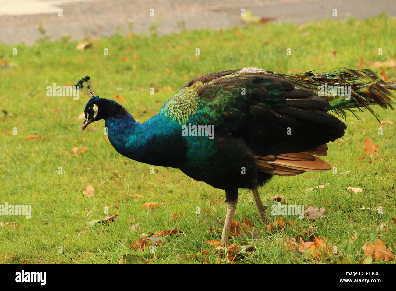 British eccentric natural hi-res stock photography and images - Alamy
