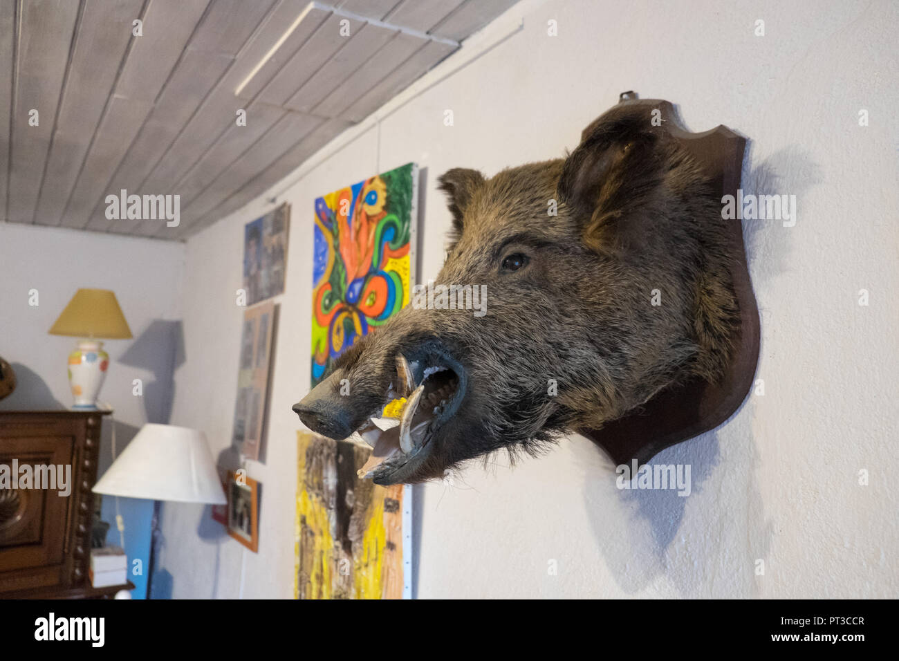 Animal trophy head hi-res stock photography and images - Alamy