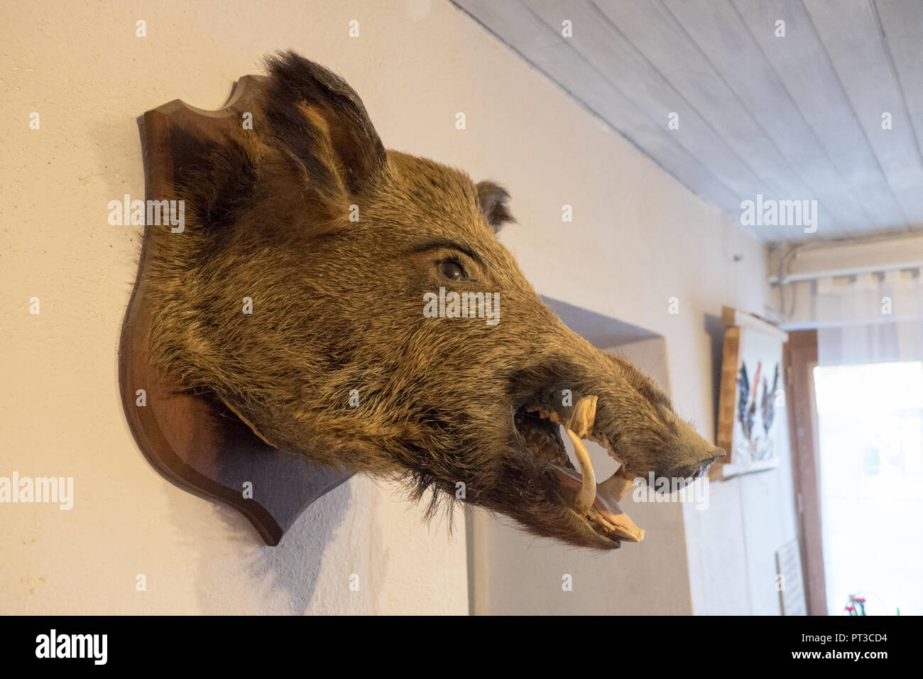 Boars head trophy on wall hi-res stock photography and images - Alamy