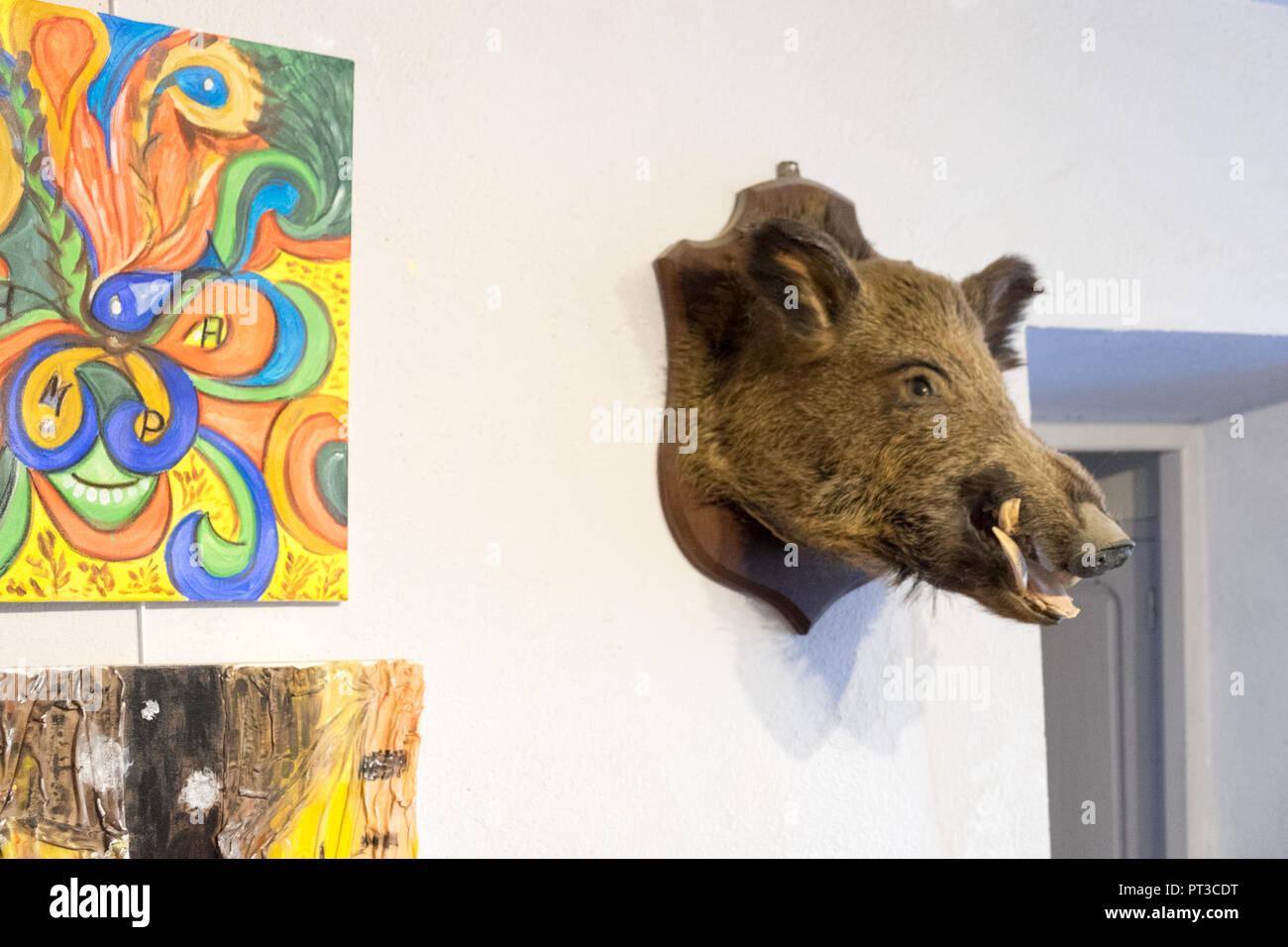 Living wild boar hi-res stock photography and images - Alamy