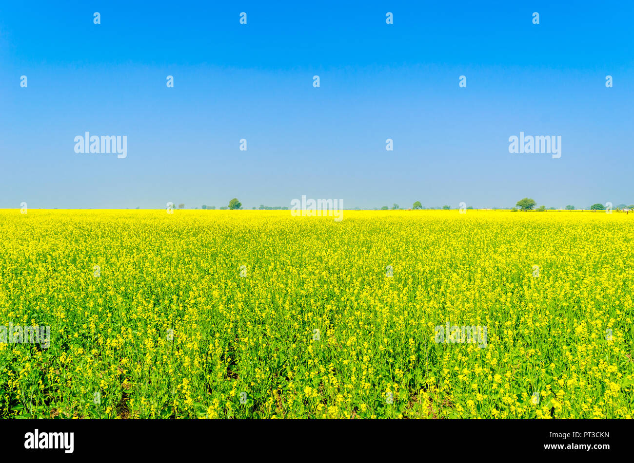 Oilseed flower hi-res stock photography and images - Alamy
