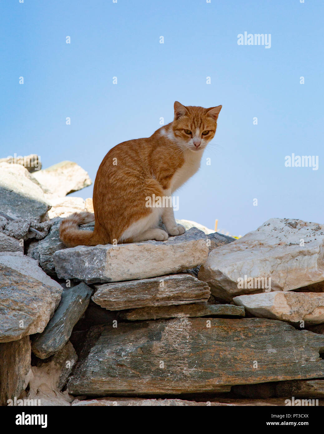 Cat on greek island hi-res stock photography and images - Alamy