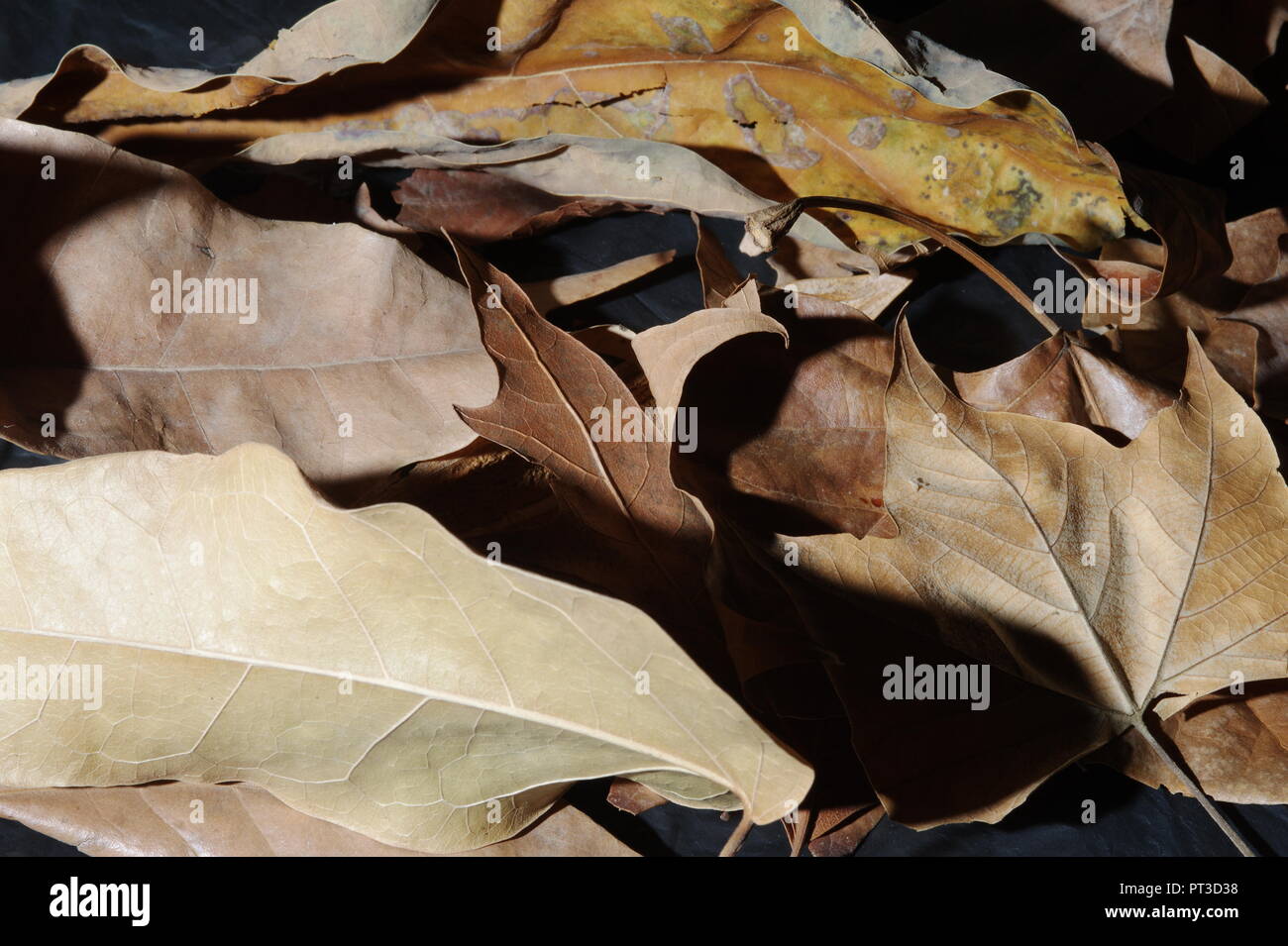 dry leaves, fall time, background Stock Photo - Alamy