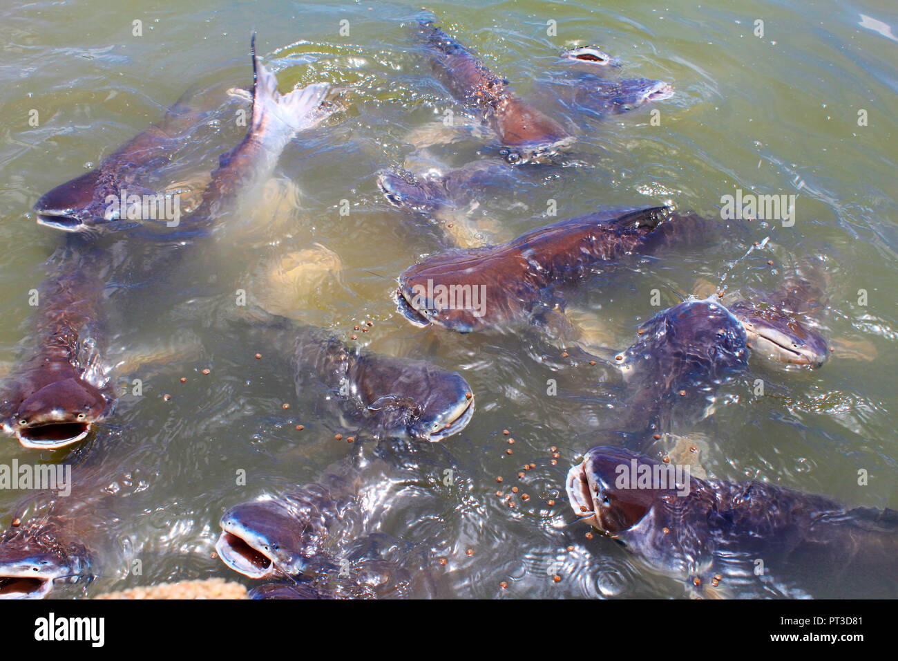 Cat fish with open mouth on the surface of the water ready to be fed in ...