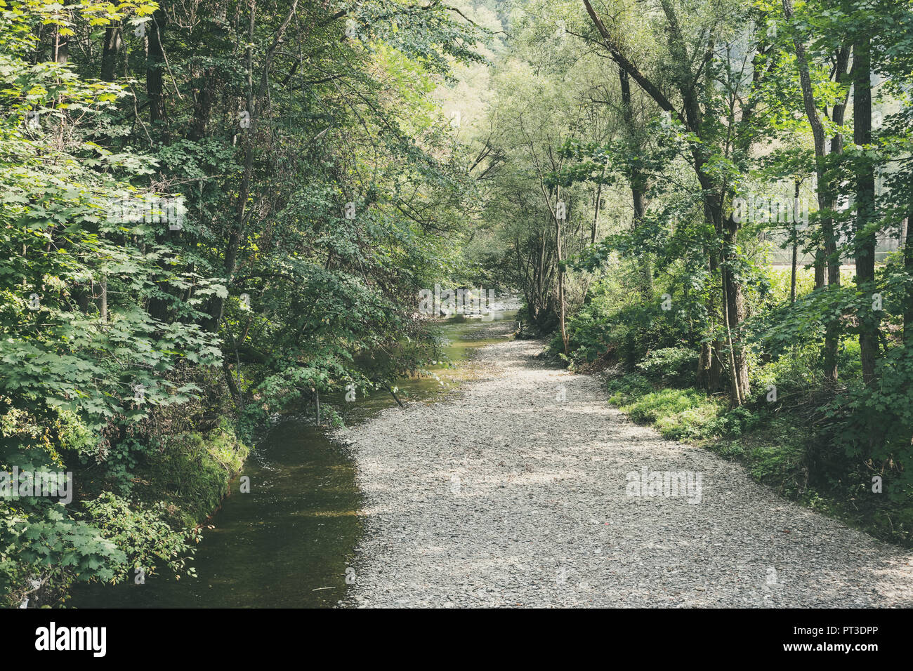hiking trail in the woods in green summer forest with sun light ...