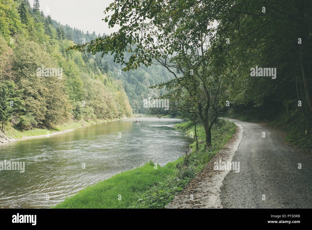hiking trail in the woods in green summer forest with sun light ...