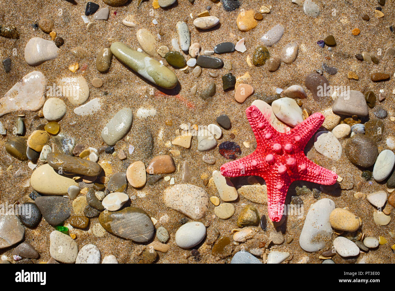 Five Starfish On Beach