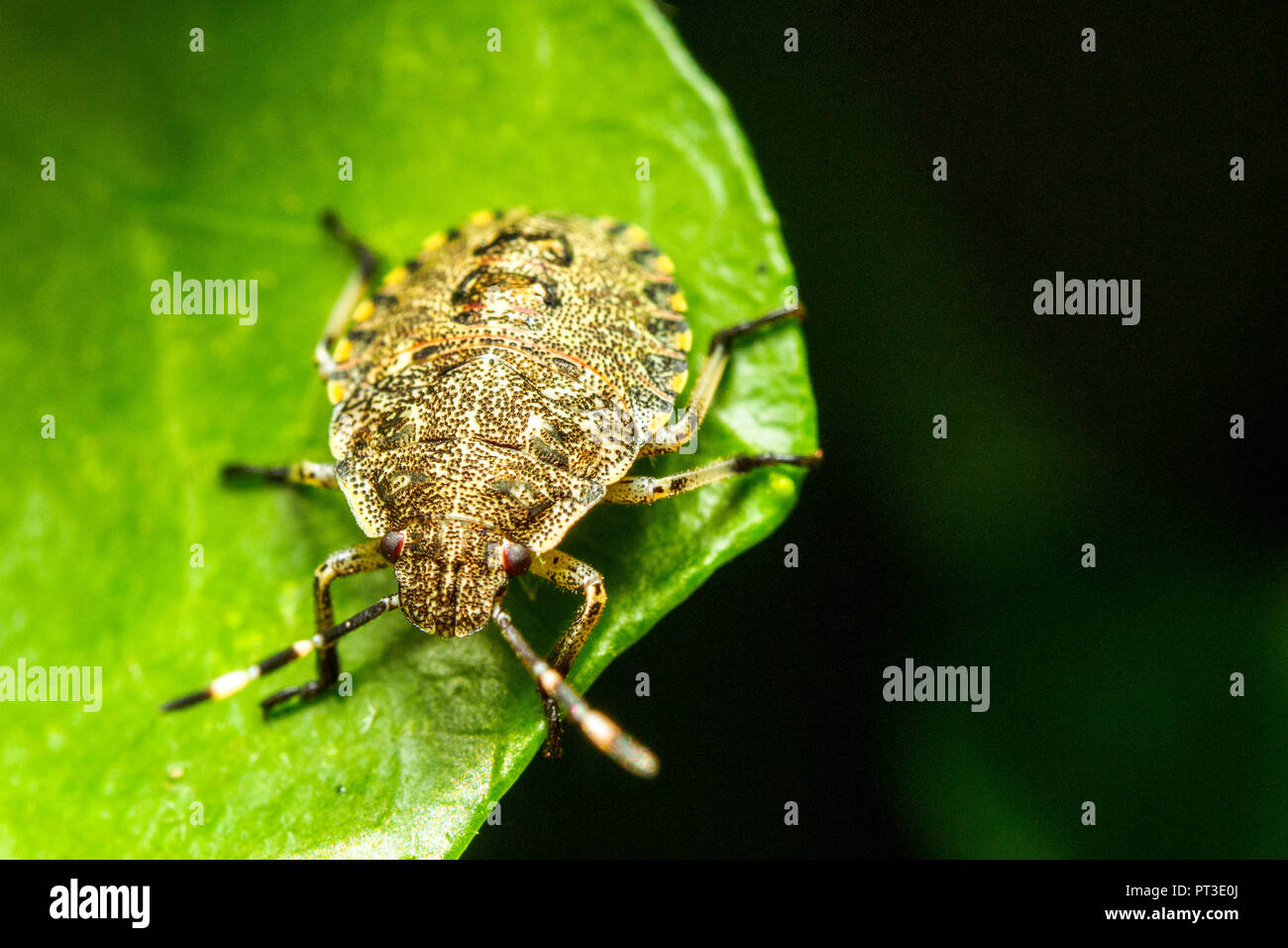 Exterior exteriors forest hi-res stock photography and images - Alamy