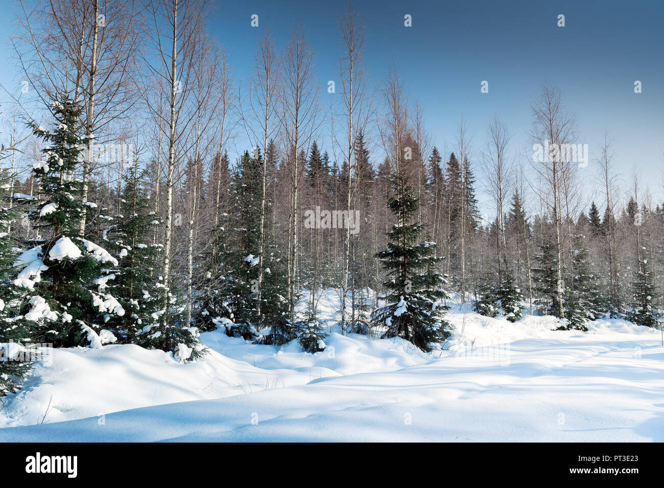 Finland forest hi-res stock photography and images - Alamy