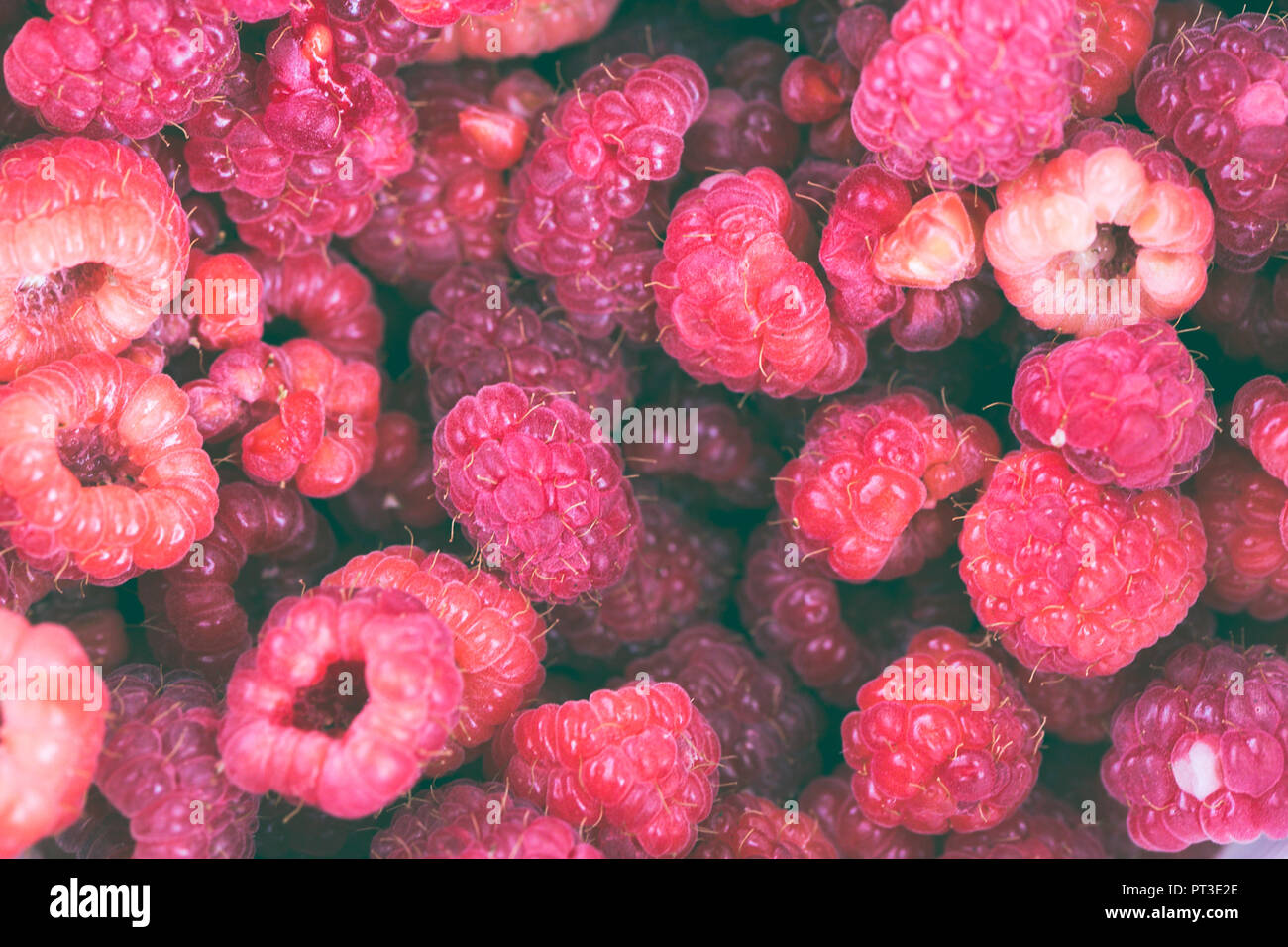 Freshly picked raspberries ready to be eaten Stock Photo - Alamy