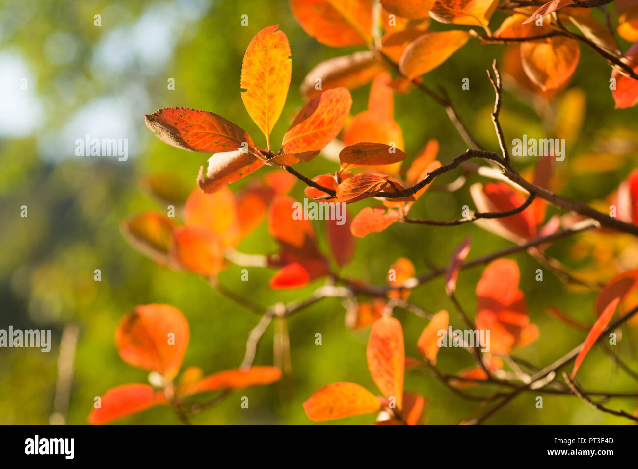 Autumn leaves on branch hi-res stock photography and images - Alamy