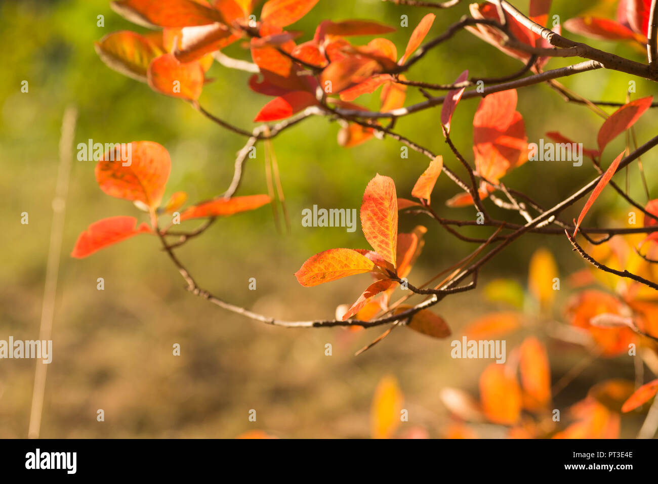 Autumn leaves on branch hi-res stock photography and images - Alamy