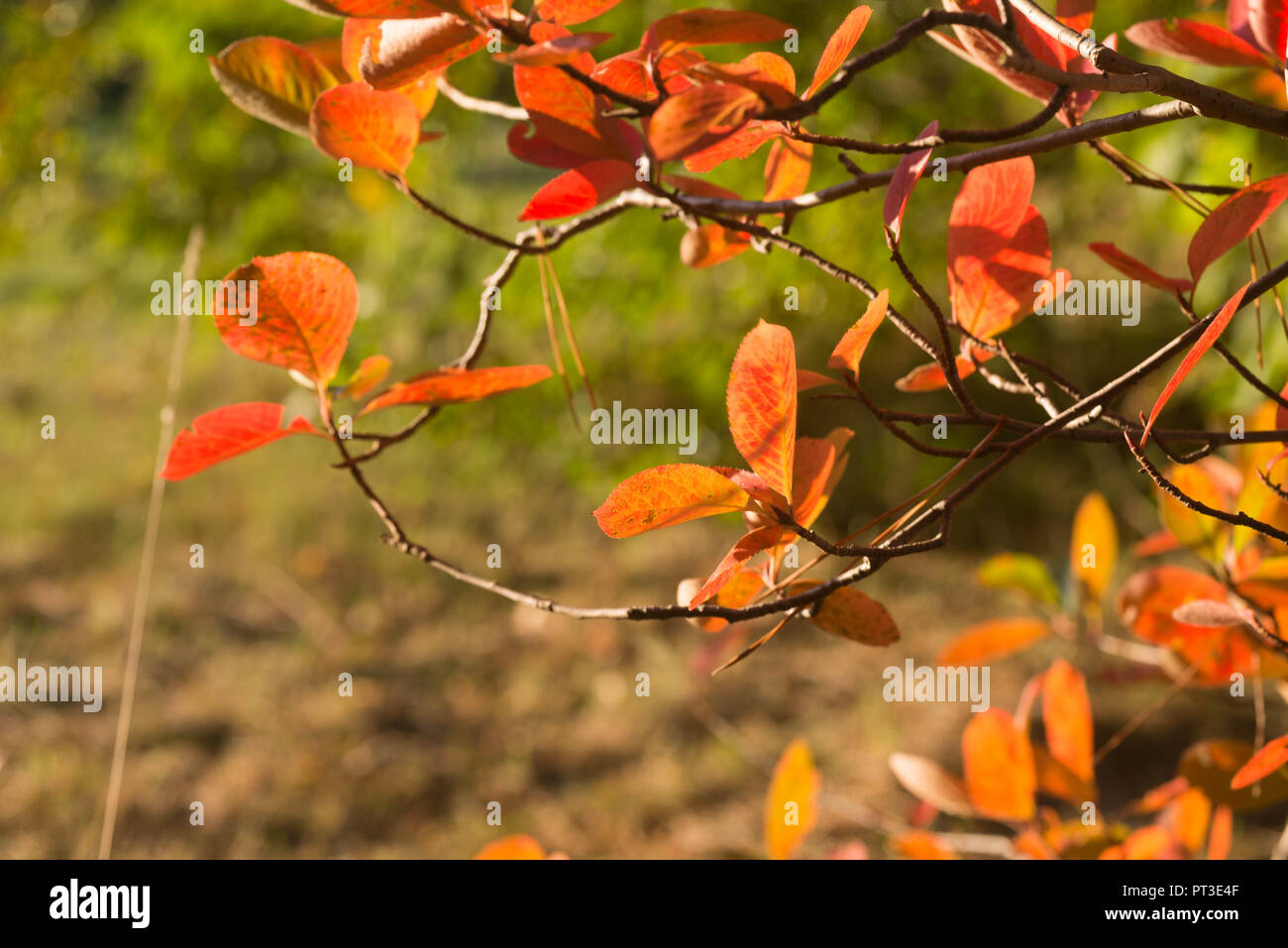 Autumn leaves on branch hi-res stock photography and images - Alamy