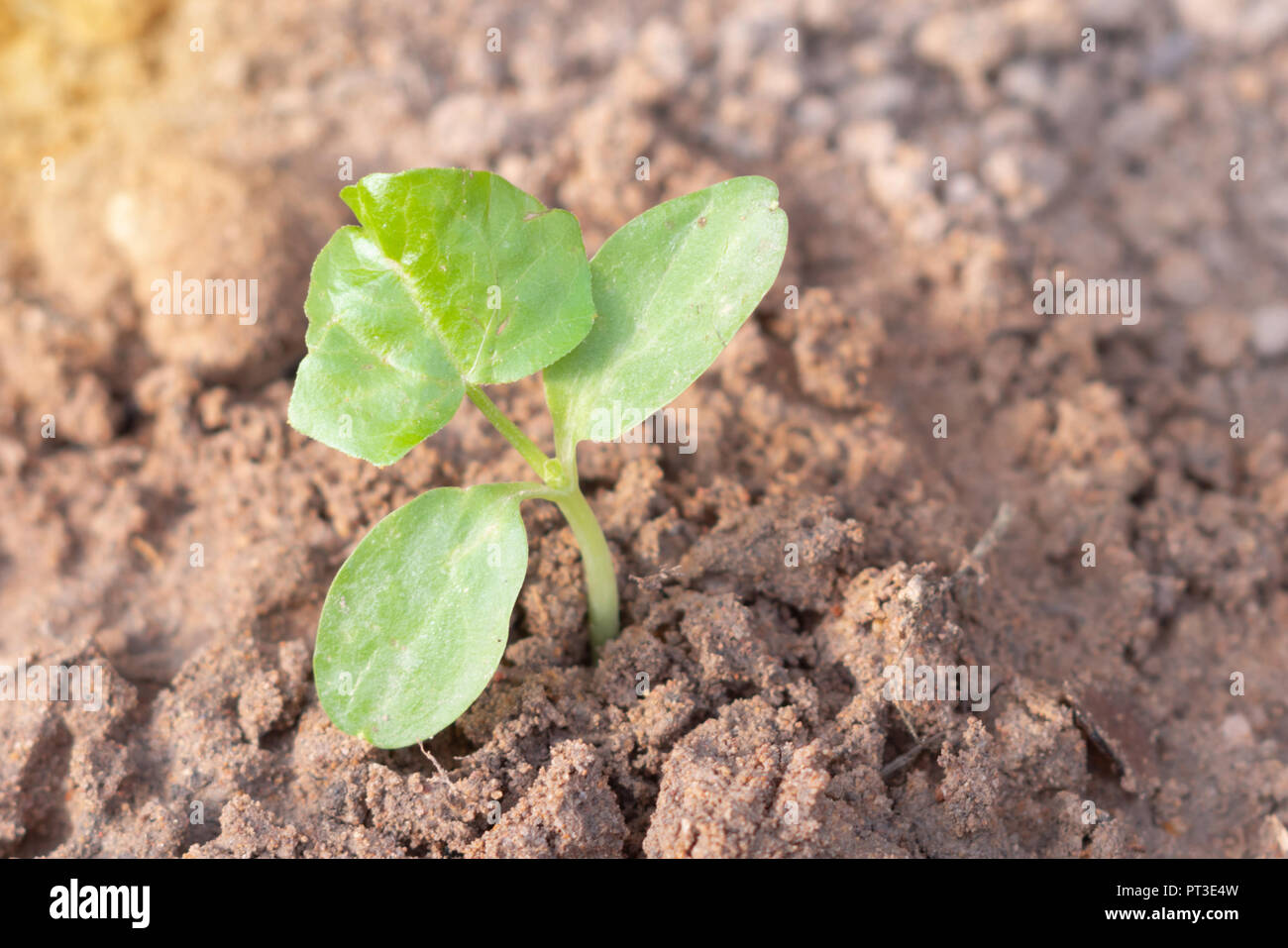 Soil with small plant hi-res stock photography and images - Alamy