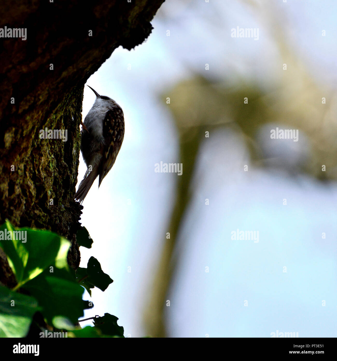 Creeping bird hi-res stock photography and images - Alamy