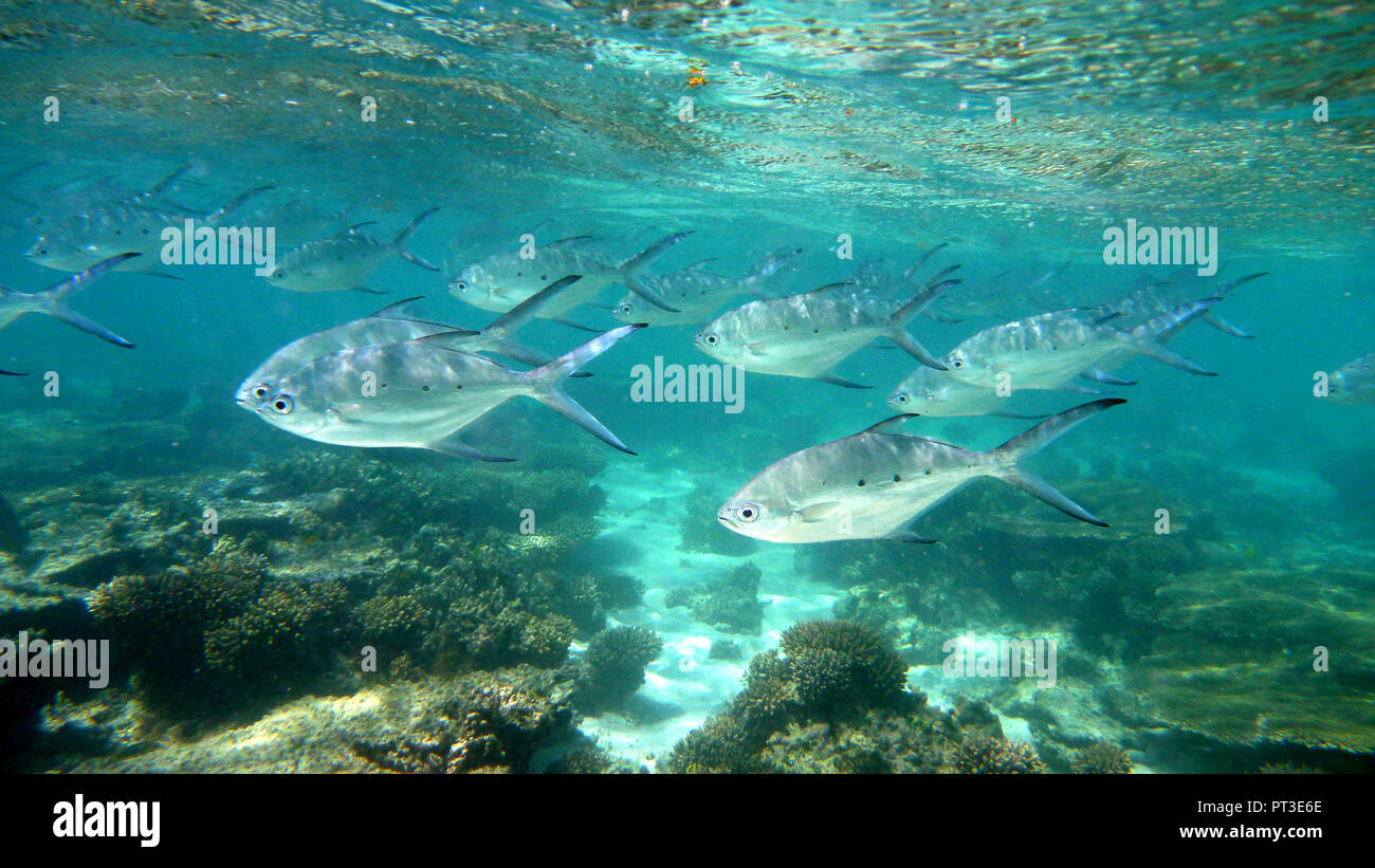 Group of Blackspotted Dart fish in between coral reef Stock Photo - Alamy