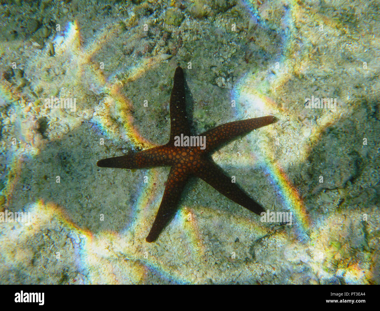 Starfish laying on the ocean floor in Western Australia Stock Photo - Alamy
