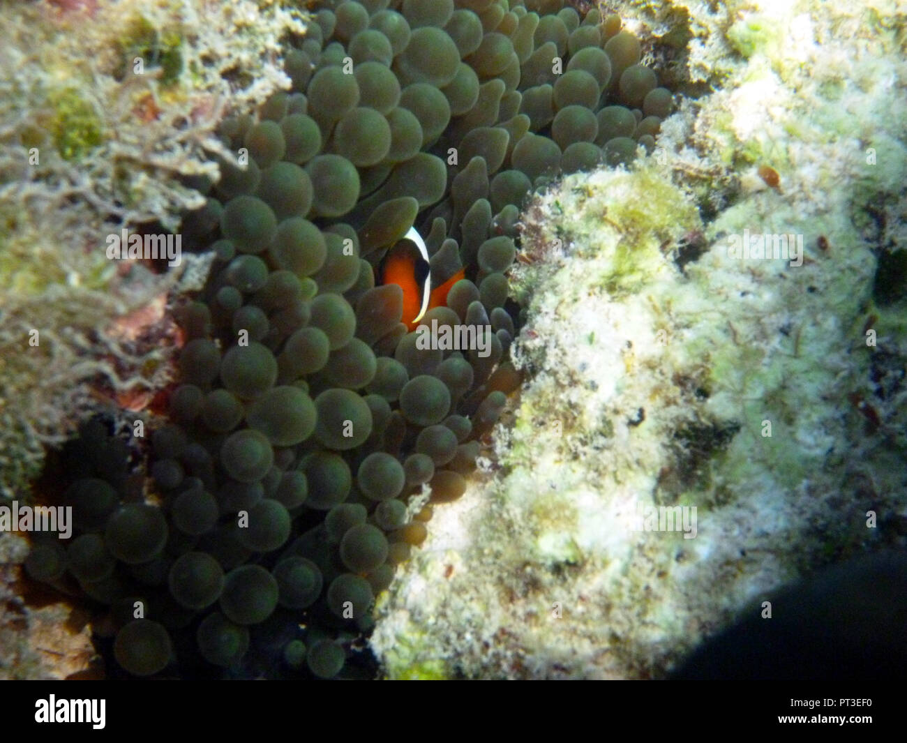 Clown fish hiding in anemone Stock Photo - Alamy