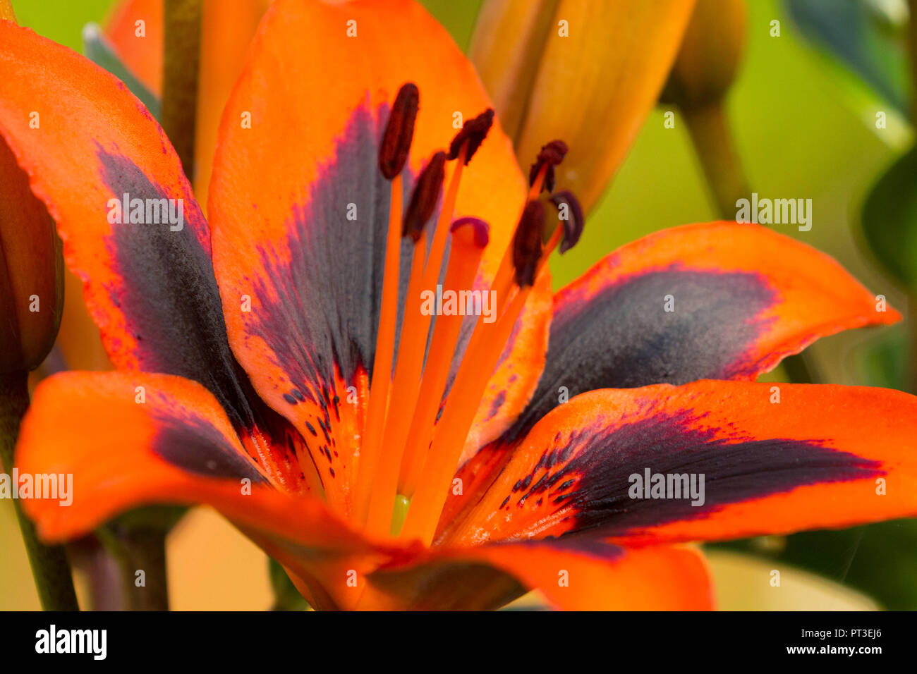 Lily Allen plant in full flower Stock Photo - Alamy