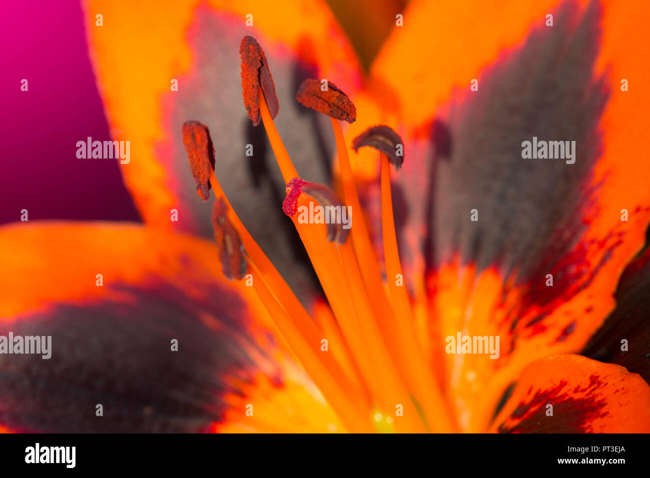 Lily Allen plant in full flower Stock Photo - Alamy