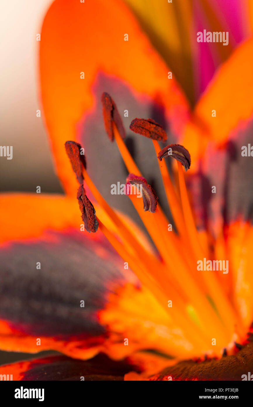 Lily Allen plant in full flower Stock Photo - Alamy