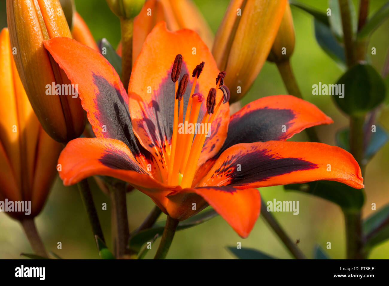 Lily Allen plant in full flower Stock Photo - Alamy