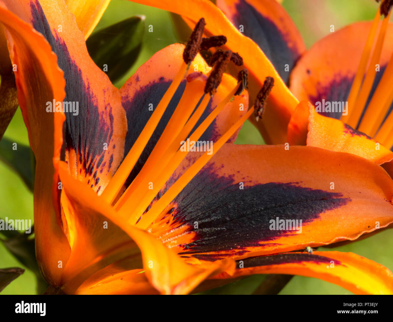 Lily Allen plant in full flower Stock Photo - Alamy