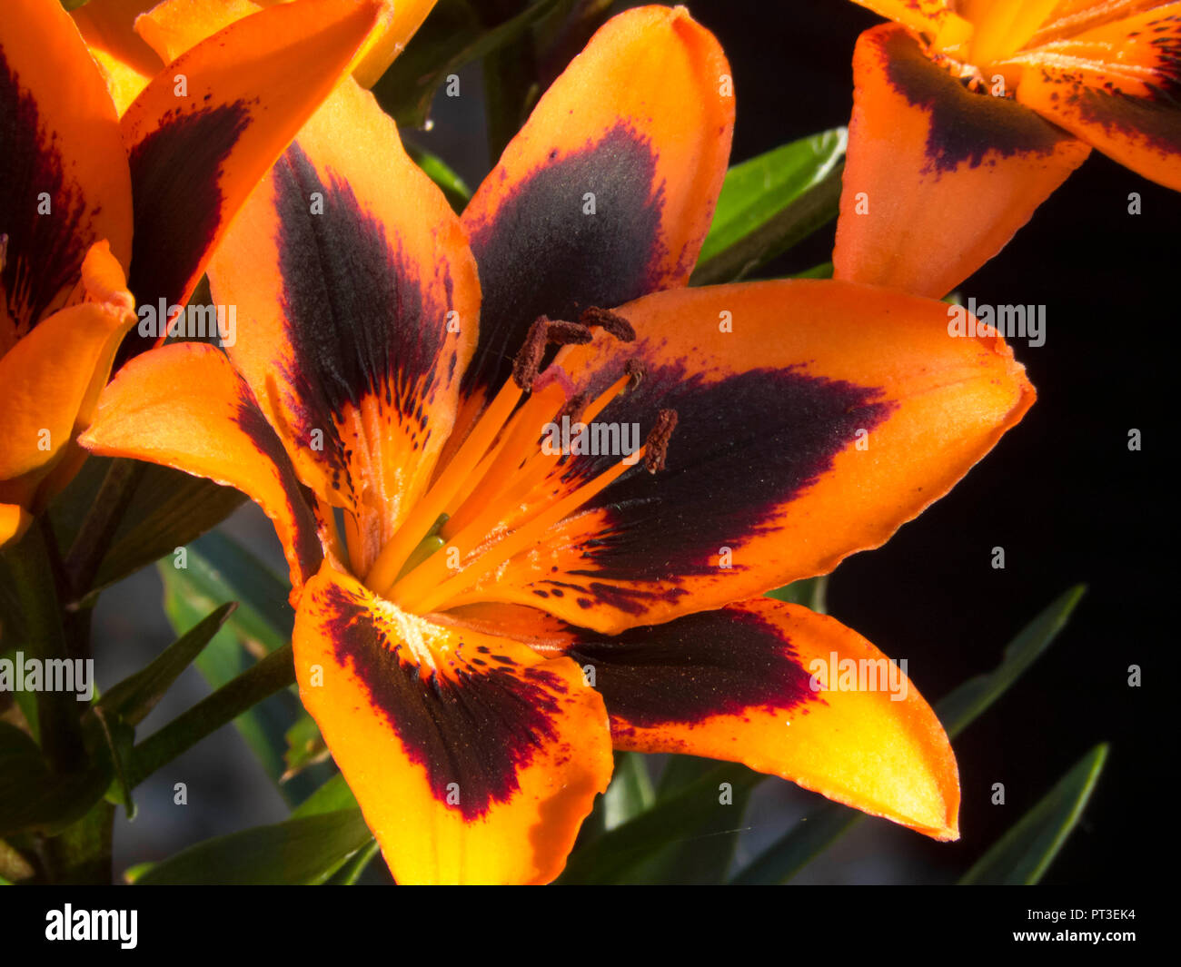 Lily Allen plant in full flower Stock Photo - Alamy