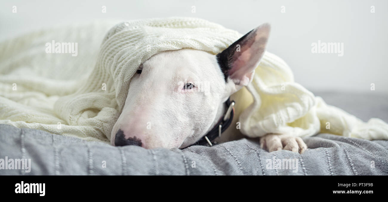 A cute tender white English bull terrier is sleeping on a bed under a ...