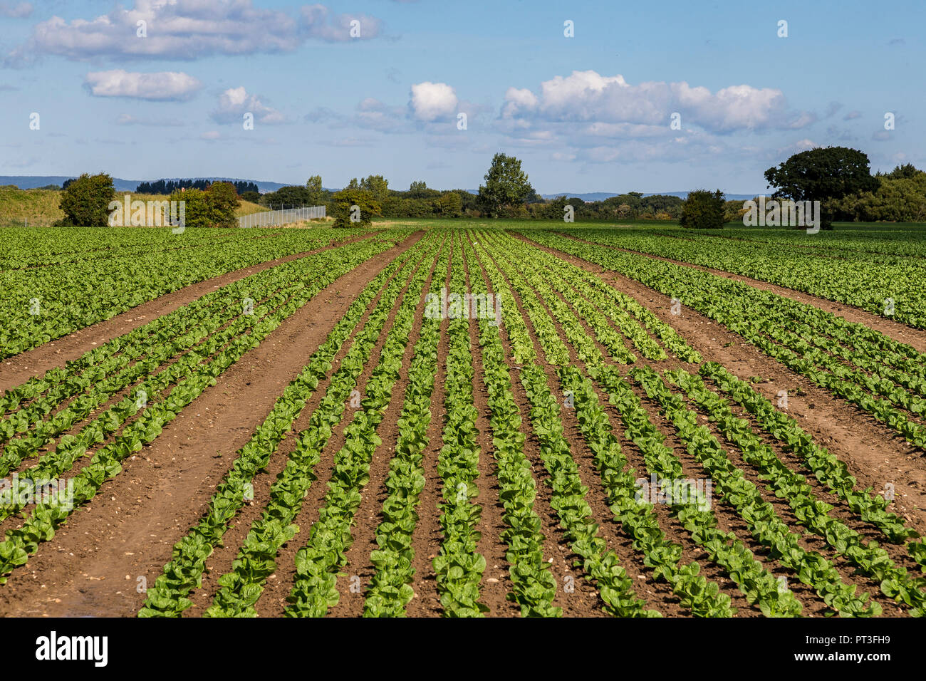 Large scale farming hi-res stock photography and images - Alamy