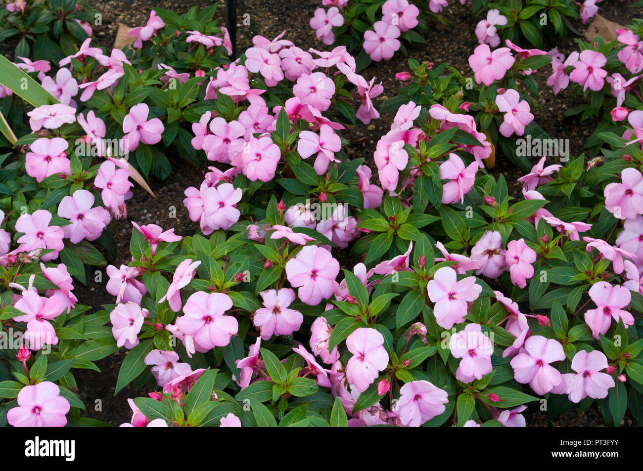 Impatiens flowers hi-res stock photography and images - Alamy