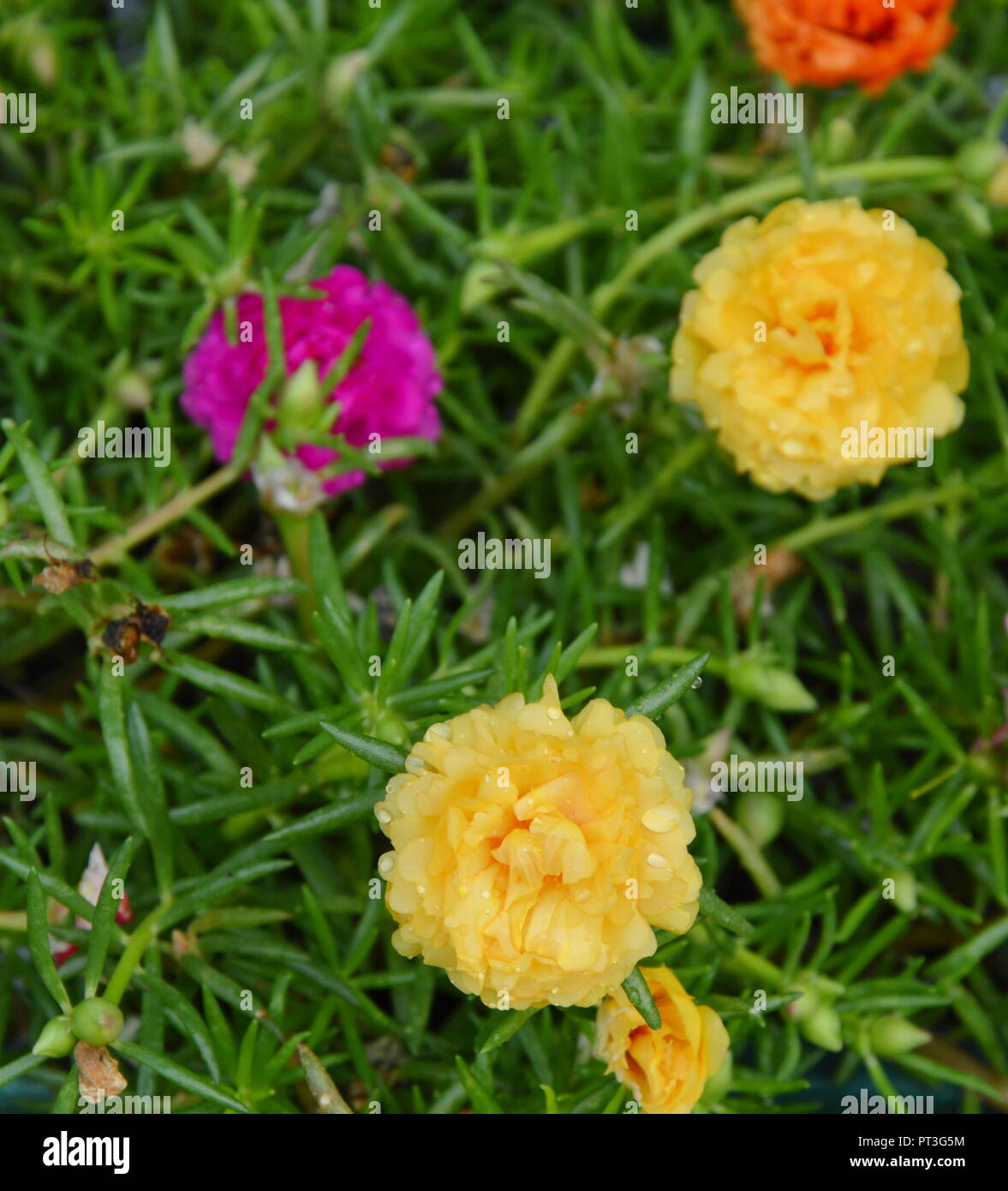 Moss rose yellow red color hi-res stock photography and images - Alamy