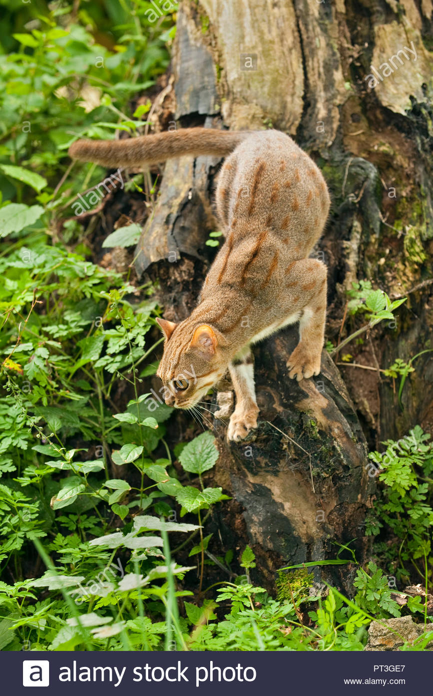 Ceylon Cat Stock Photos & Ceylon Cat Stock Images - Alamy