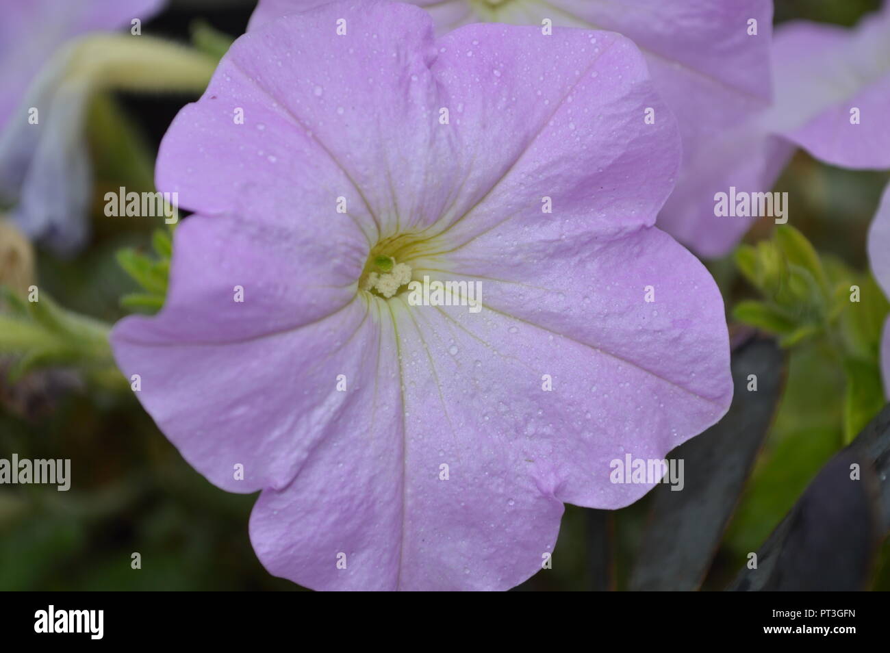 Rainy flower hi-res stock photography and images - Alamy