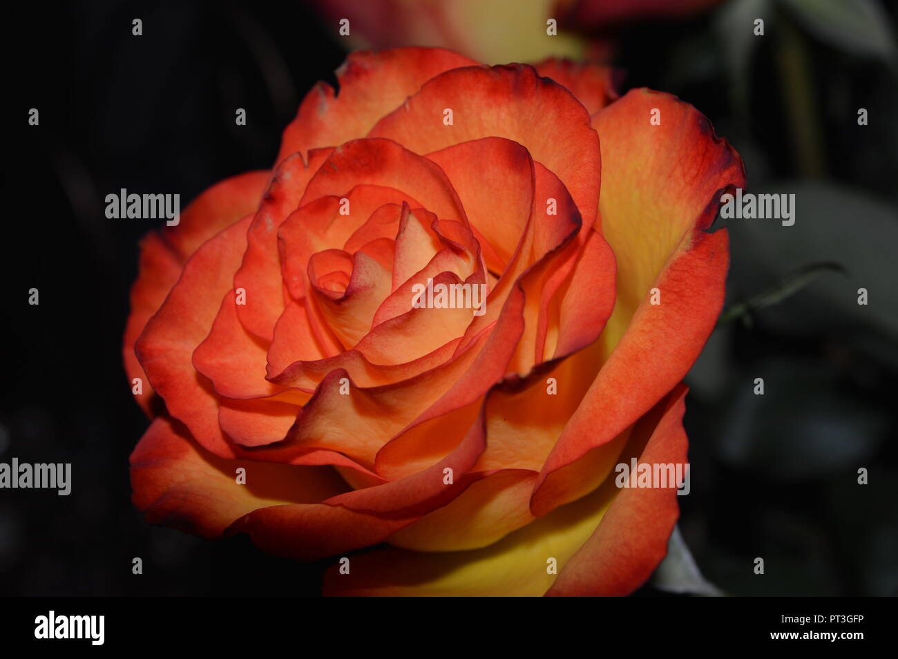 A Beautiful Blooming Rose Stock Photo - Alamy
