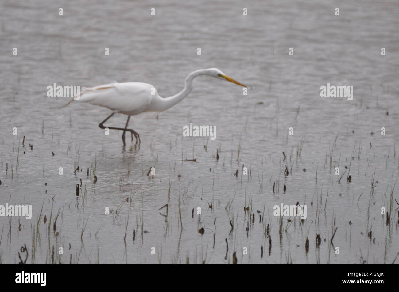 White egert hi-res stock photography and images - Alamy