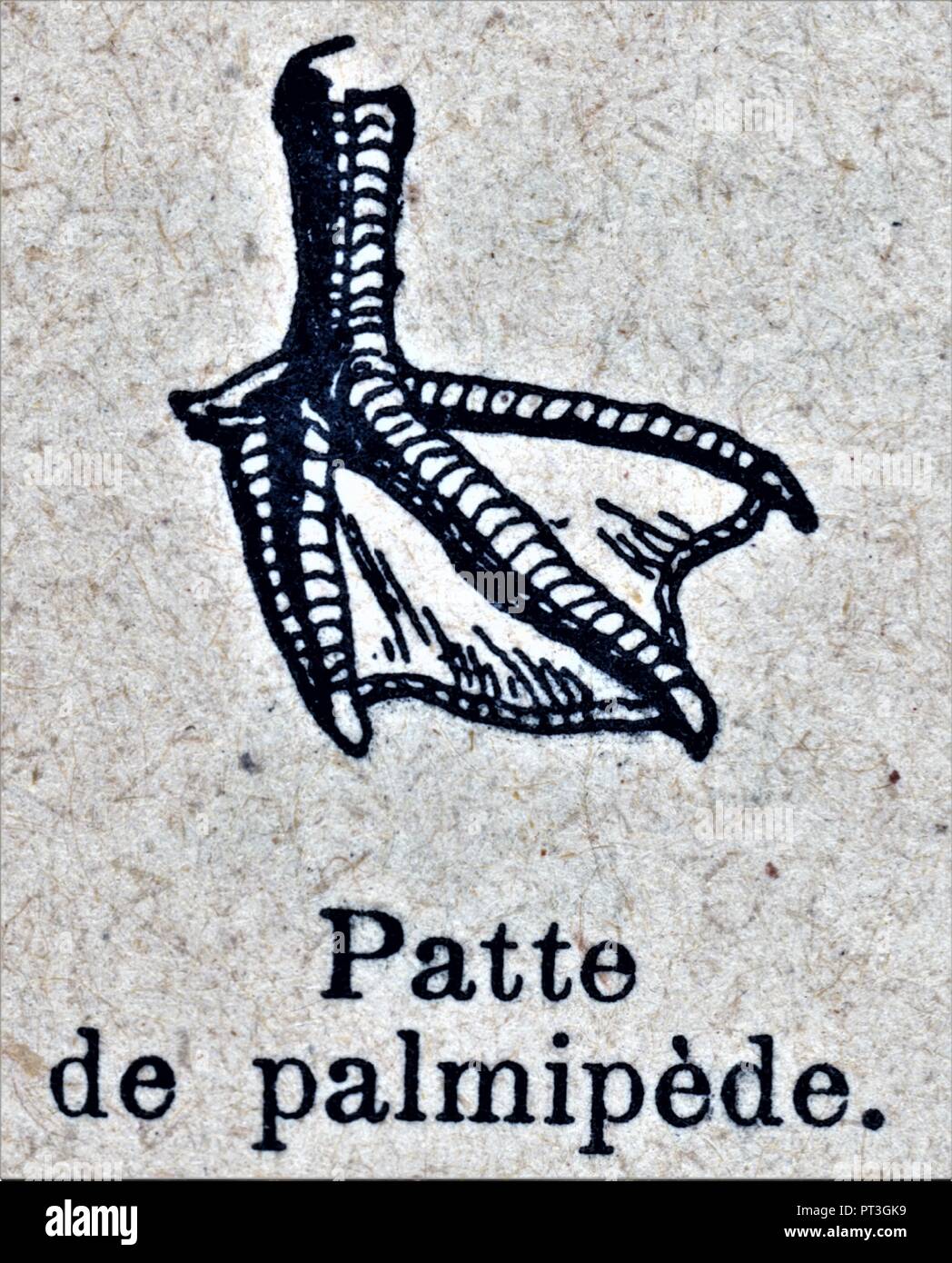 Patte hi-res stock photography and images - Alamy