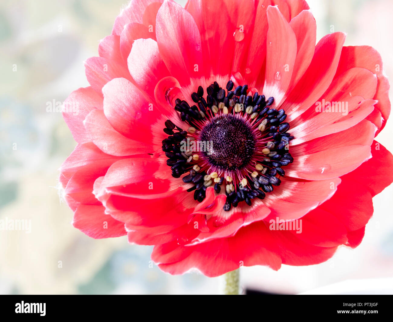 Single anemone with leaf background hi-res stock photography and images ...