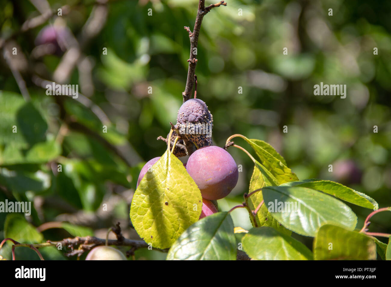 Rotten plum hi-res stock photography and images - Alamy