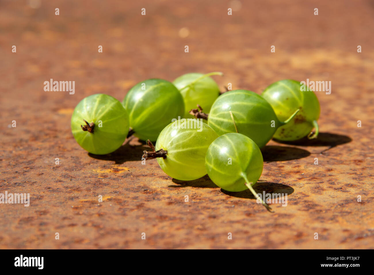 Some fresh gooseberry on rusty metal surface background in sunlights ...
