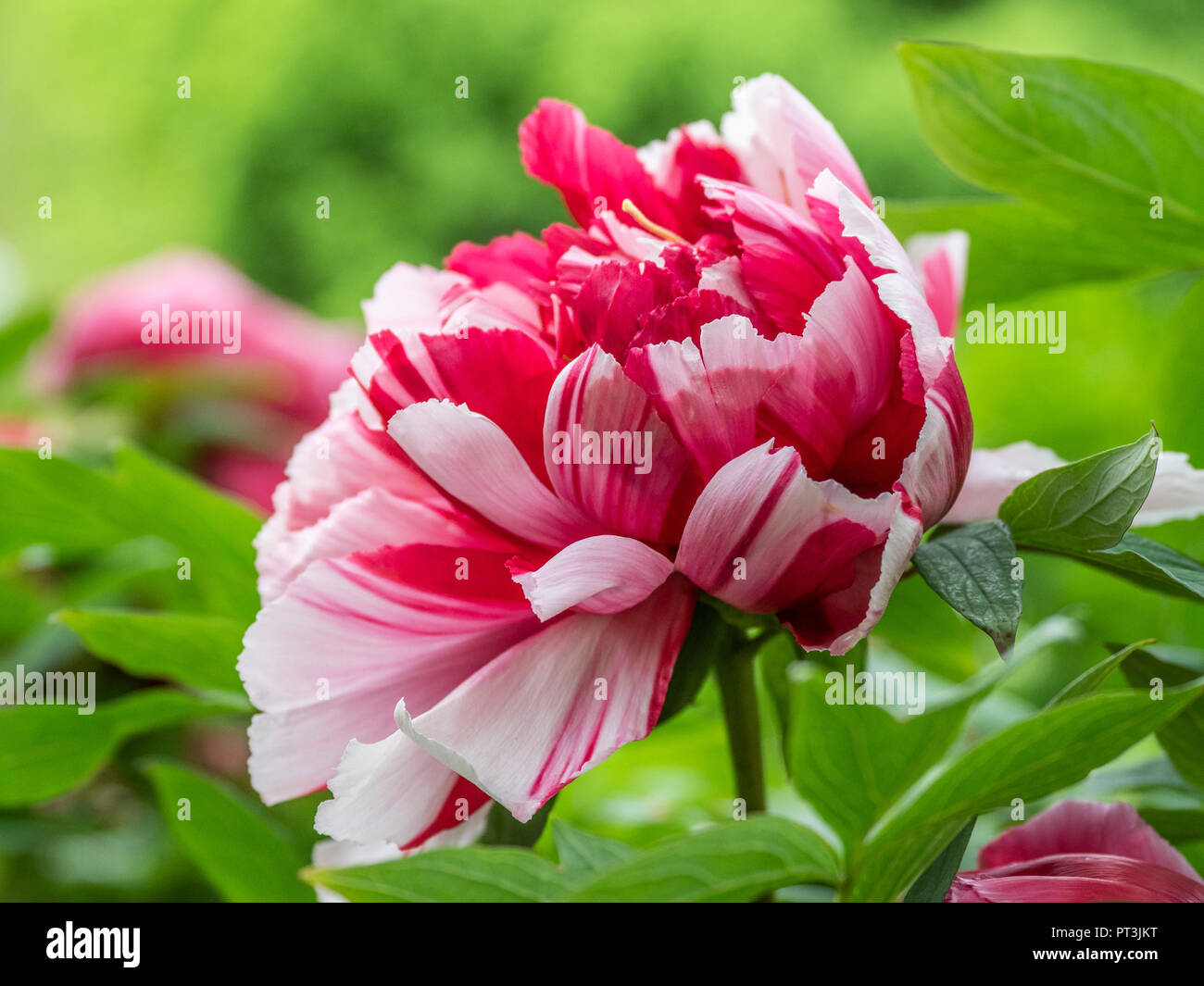 A single bloom of Oriental peony growing in a garden Stock Photo - Alamy