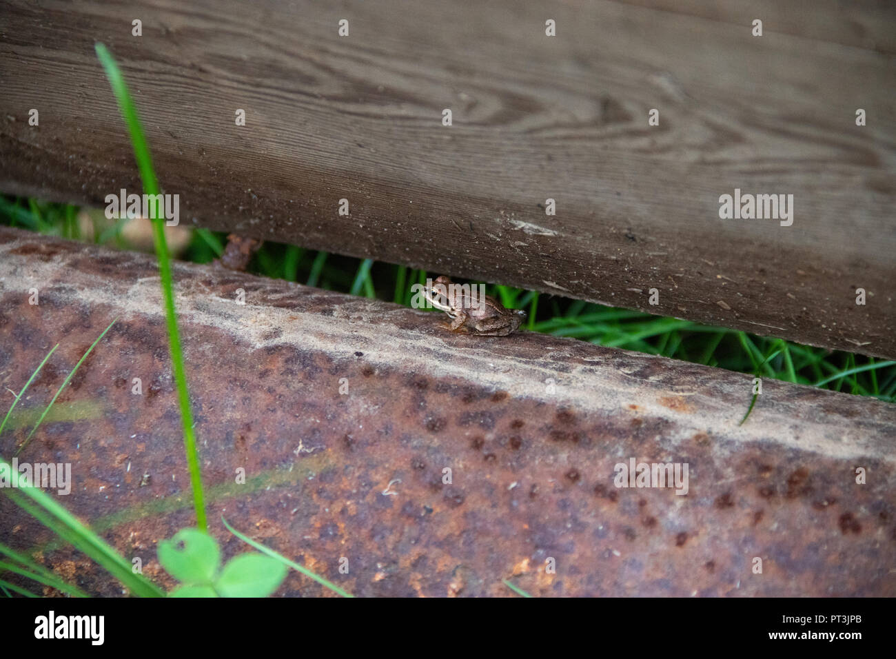 Little frog hides between wood block and metal beam Stock Photo - Alamy