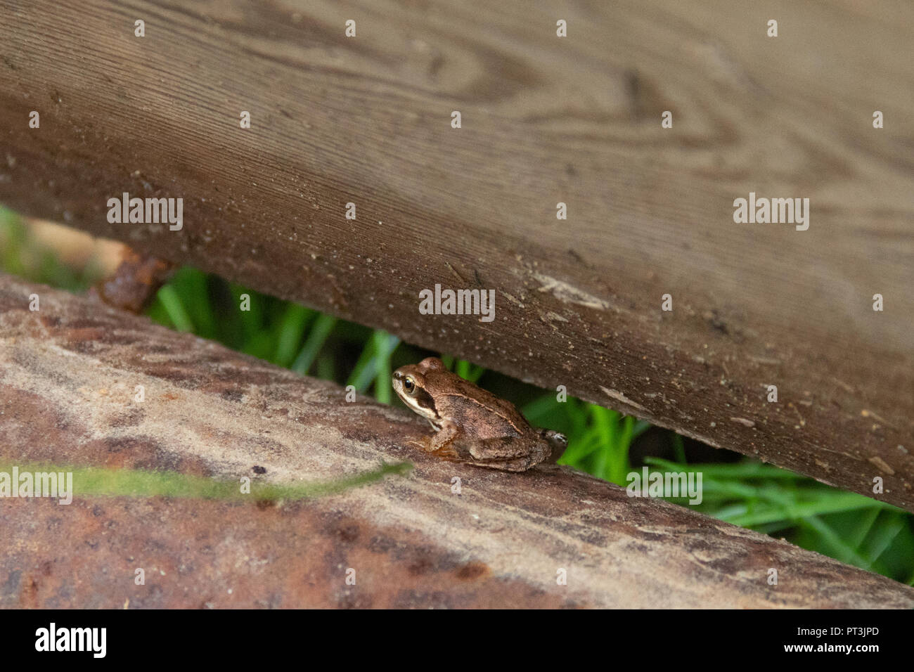Little frog hides between wood block and metal beam Stock Photo - Alamy