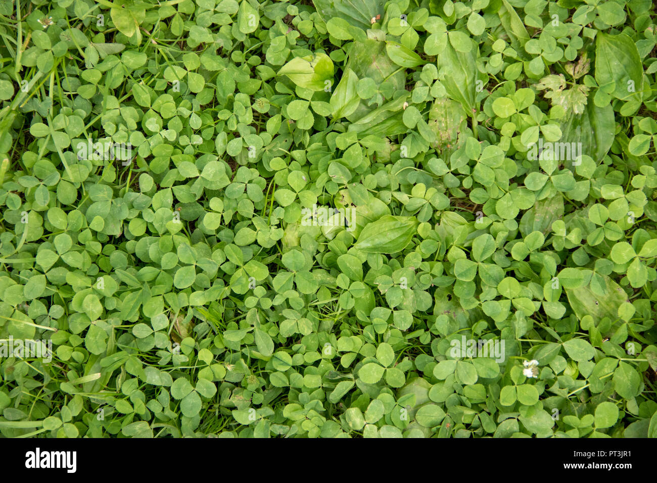 Full green grass clover and plantain lawn background Stock Photo - Alamy