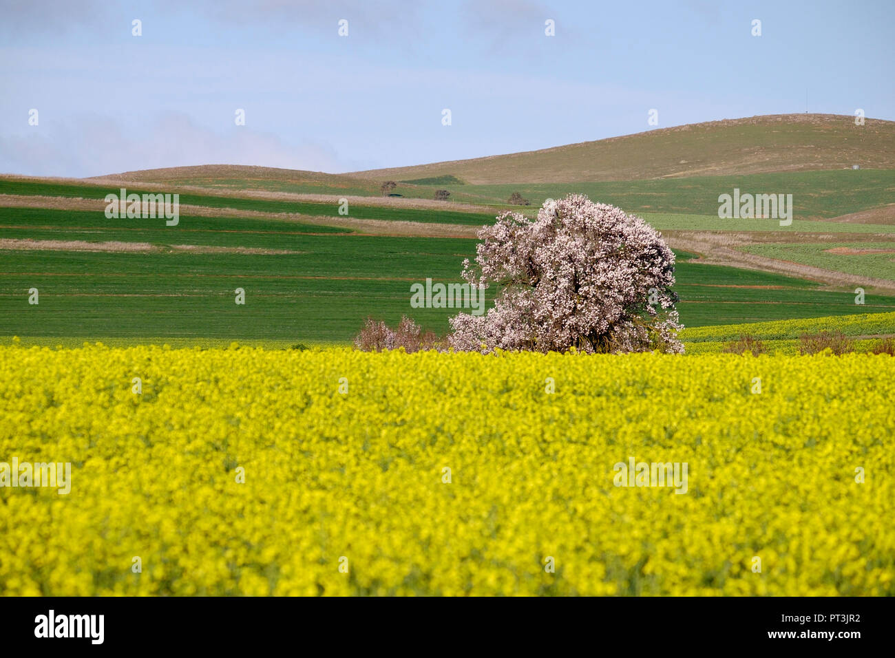 Australian almond hi-res stock photography and images - Alamy