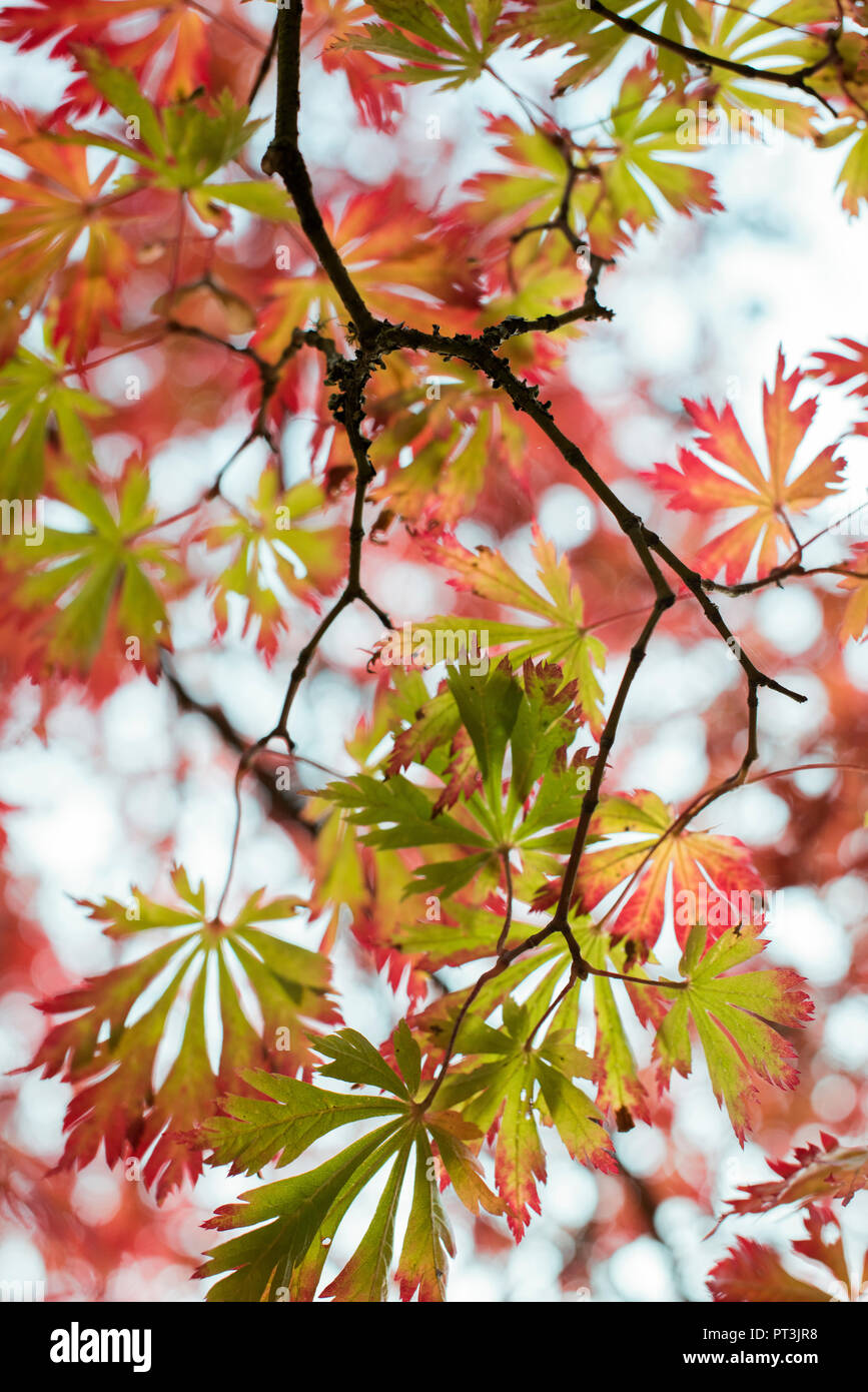 Westonbirt arboretum tetbury hi-res stock photography and images - Alamy