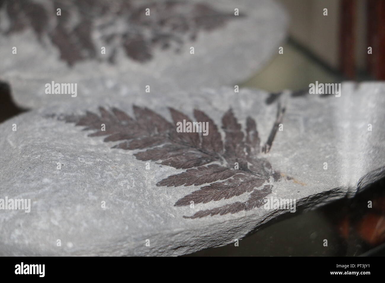 Fern leaf fossil Stock Photo - Alamy