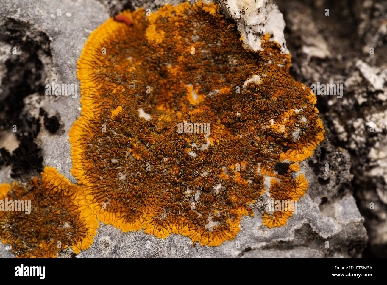 Yellow moss on natural stone Stock Photo - Alamy