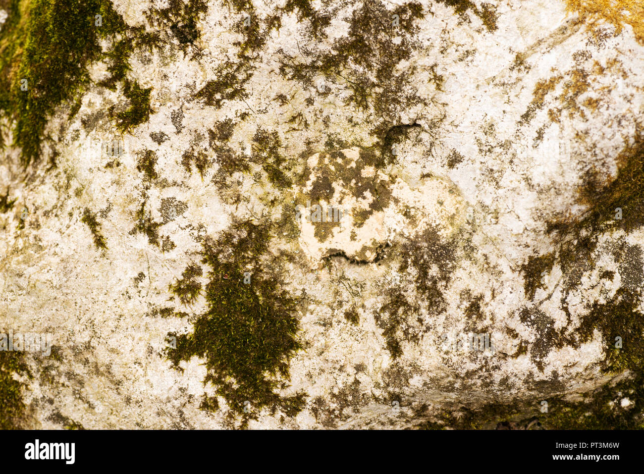 Yellow moss on natural stone Stock Photo - Alamy