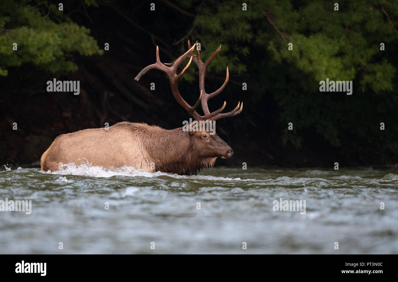 Wild Bull Elk During the Rut Season Stock Photo - Alamy
